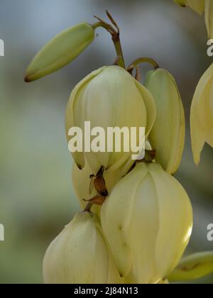 Yukka plant about to bloom in the garden Stock Photo - Alamy