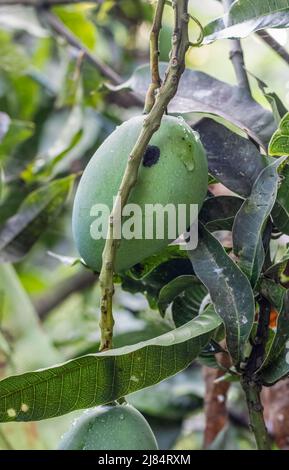 Closeup shot of water drops hanging from cables Stock Photo - Alamy