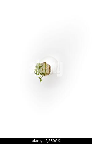 Easter egg shell with greens on gray background. Holiday composition ...