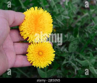 Top view of two yellow dandelion flowers against green grass background ...