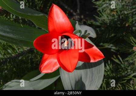 Red tulip flower head. Open tulip flower head with pistils and stamens ...