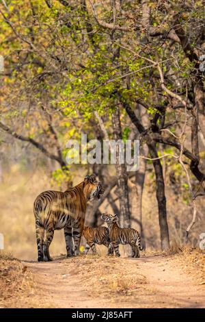 Tiger cub cuddling mother tigress in a beautiful vertical frame formed ...