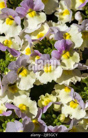 Nemesia flowers growing in an English garden in summer, United Kingdom ...