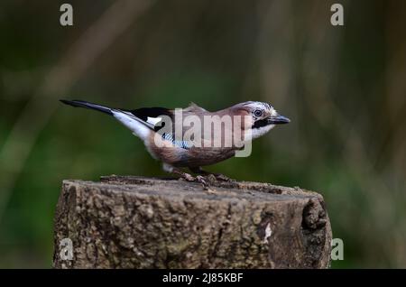 Adult jay in breeding condition in spring. Dorset, UK Stock Photo - Alamy