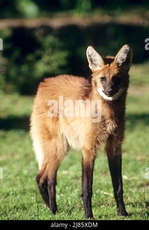 maned wolf (Chrysocyon brachyurus), front view Stock Photo - Alamy