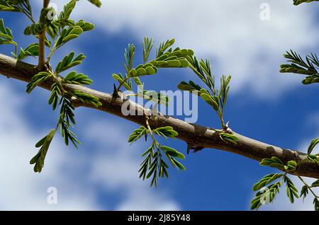 Gum acacia or gum arabic tree, Acacia senegal. Chromolithograph after a ...