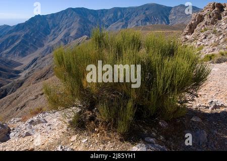 Mormon Tea Bush (Ephedra), Desert Southwest, USA Stock Photo - Alamy