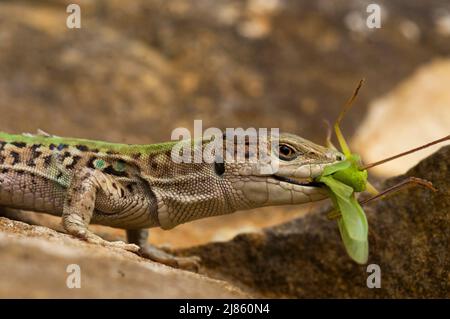 Italian wall lizard feeding on an earthworm in Apuan Alps Nature Park ...