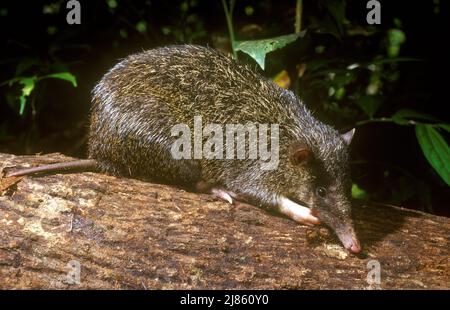 Common spiny bandicoot (Echymipera kalubu), New Guinea Stock Photo - Alamy