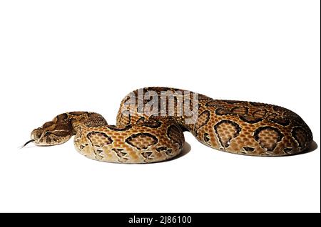 Russell's viper ( Daboia russelii ) on branch of tree. Venomous snake ...