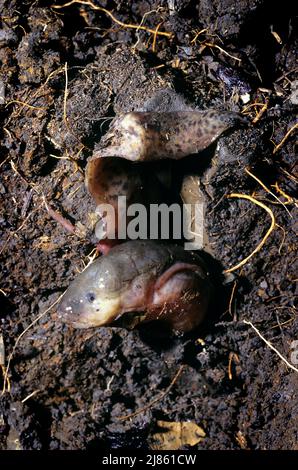 West African Lungfish just extract of its cocoon Cameroon Stock Photo ...