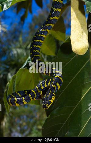 Philippine gold ringed snake (Boiga dendrophila latifasciata Stock ...