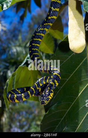 Philippine gold ringed snake (Boiga dendrophila latifasciata Stock ...