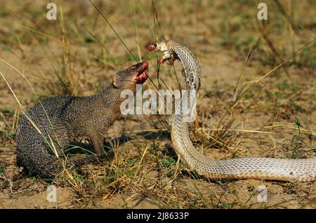 Mongoose attacking a Cobra India Stock Photo - Alamy