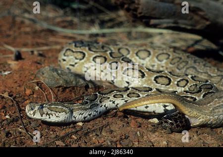 Russell's viper ( Daboia russelii ),venomous snake living in South Asia ...