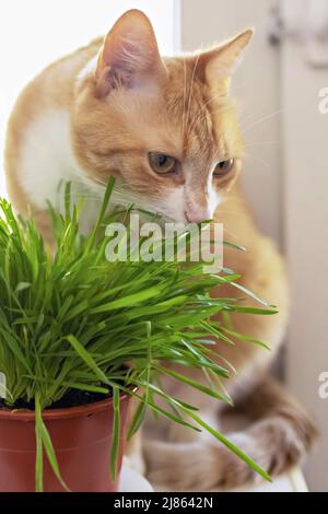 A red cat eats green grass green juicy grass for cats, sprouted oats ...