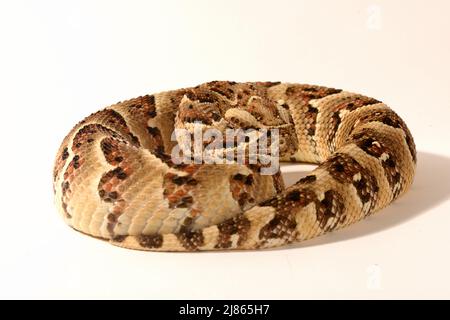 Puff adder on white background Stock Photo - Alamy