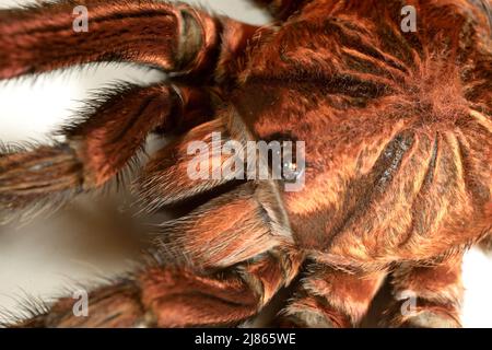 Hispaniolan Giant Tarantula Stock Photo - Alamy