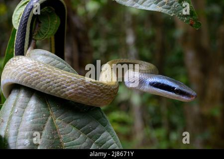 Cave-dwelling rat snake (Orthriophis taeniurus ridleyi) Malaysia Stock ...