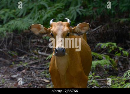 Banteng in forest - Taman Negara Malaysia ; Species extinct in ...