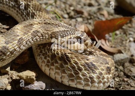 Mexican Hog-nosed Snake, (Heterodon kennerlyi), Hidalgo co., New Mexico ...