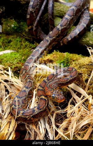 Yellow-red Ratsnake (Pseudelaphe flavirufa) from Campeche, Mexico Stock ...