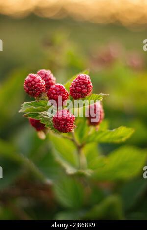 Raspberry Picking in the Late Summer Stock Photo - Alamy