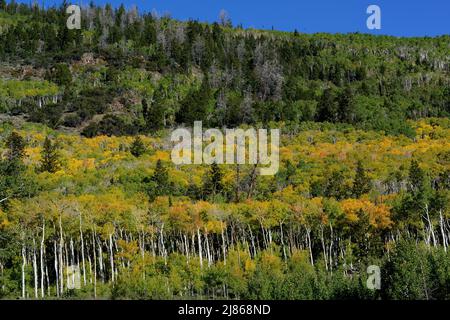 Pando, clonal colony of Quaking Aspen trees, Populus tremuloides ...