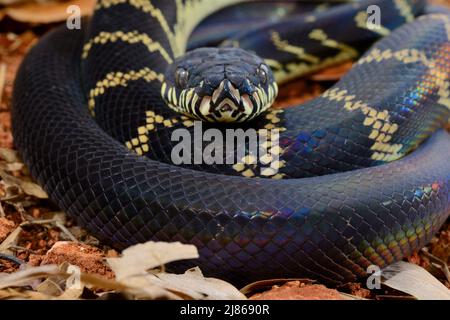 Boelen's python (Simalia (= Morelia) boeleni). Papua-New-Guinea ...