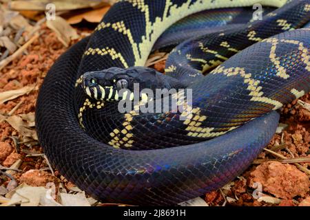 Boelen's python (Simalia (= Morelia) boeleni). Papua-New-Guinea ...