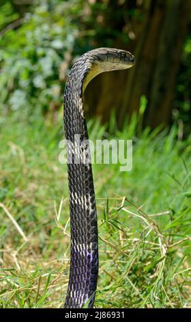 King Cobra (Ophiophagus hannah) adult, close-up of head, feeding on ...