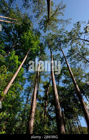 Pinus kesiya, Khasi pine, Benguet pine, three-needled pine, bonsai tree ...