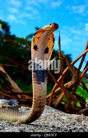 Equatotial spitting cobra (Naja sumatrana), Near Bukittinggi, Sumatra ...