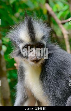 North Sumatran Leaf Monkey (Presbytis thomasi) mother with baby, Gunung ...