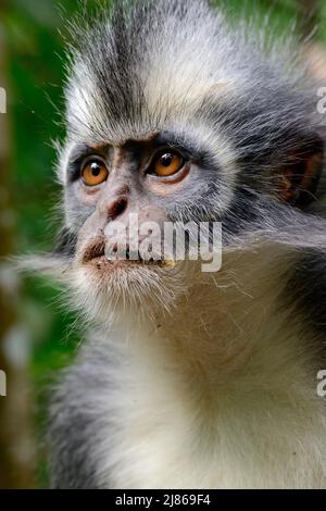 North Sumatran Leaf Monkey - Presbytis thomasi, endemic monkey from ...