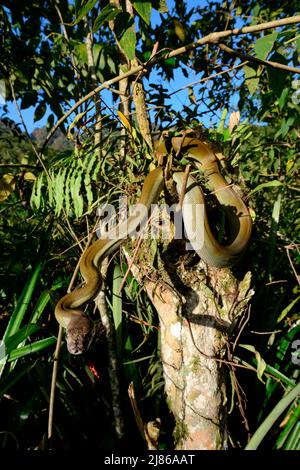 Papuan olive python (Liasis papuana) in tree, Papua New Guinea Stock ...