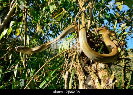 Papuan olive python (Liasis papuana) in tree, Papua New Guinea Stock ...