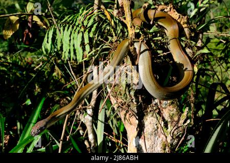 Papuan python, Snake Apodora papuana, New Guinea nocturnal, ability to ...