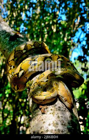 An adult reticulated python (Python reticulatus), one of the world's ...