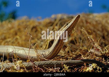 Papua snake lizard / Lialis jicari Stock Photo - Alamy