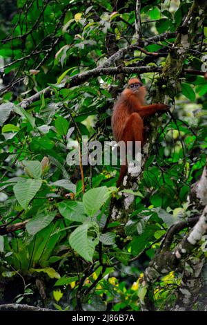 Sumatran surili (Presbytis melalophos) in Mt.Kerinci, Sumatra ...