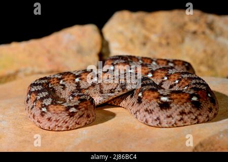 Ocellated carpet viper (Echis ocellatus Stock Photo - Alamy