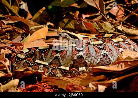 Natural hybrid between West African Gaboon viper and Rhinoceros viper ...