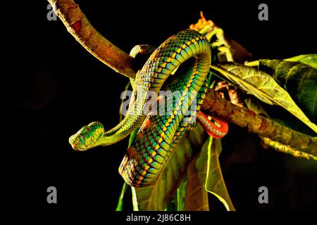 Schultze's Pit Viper (Trimeresurus schultzei) Palawan Captivity Stock ...