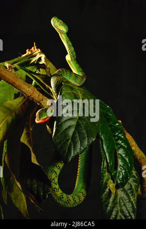 Schultze's Pit Viper (Trimeresurus schultzei) Palawan Captivity Stock ...