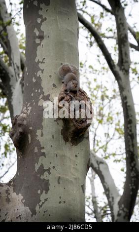 Three baby squirrels emerge from the tree cavity where they're being ...