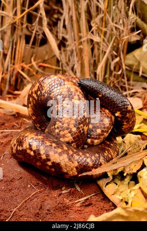Calabar Ground Python, African Burrowing Python (Calabaria reinhardtii ...