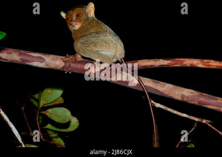Horsfield's tarsier Cephalopachus bancanus western tarsier Stock Photo ...