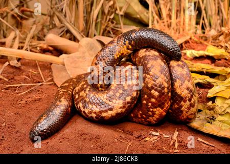 Calabar Ground Python, African Burrowing Python (Calabaria reinhardtii ...