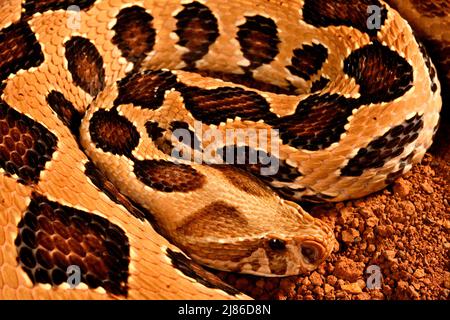 Adult Russell's Viper, Daboia russelii, Tamil Nadu, South India Stock ...